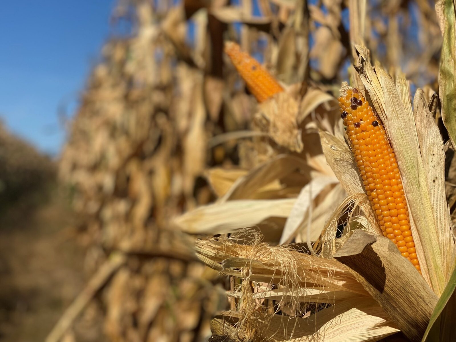 Pick-Your-Own Popping Corn - Barrie Hill Farms