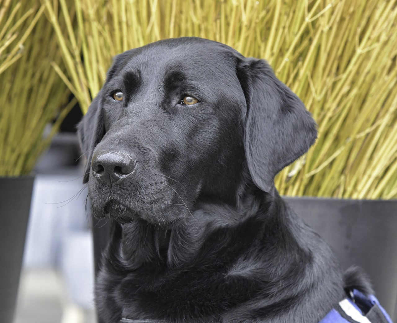 Asparagus Picking for COPE Service Dogs - Barrie Hill Farms