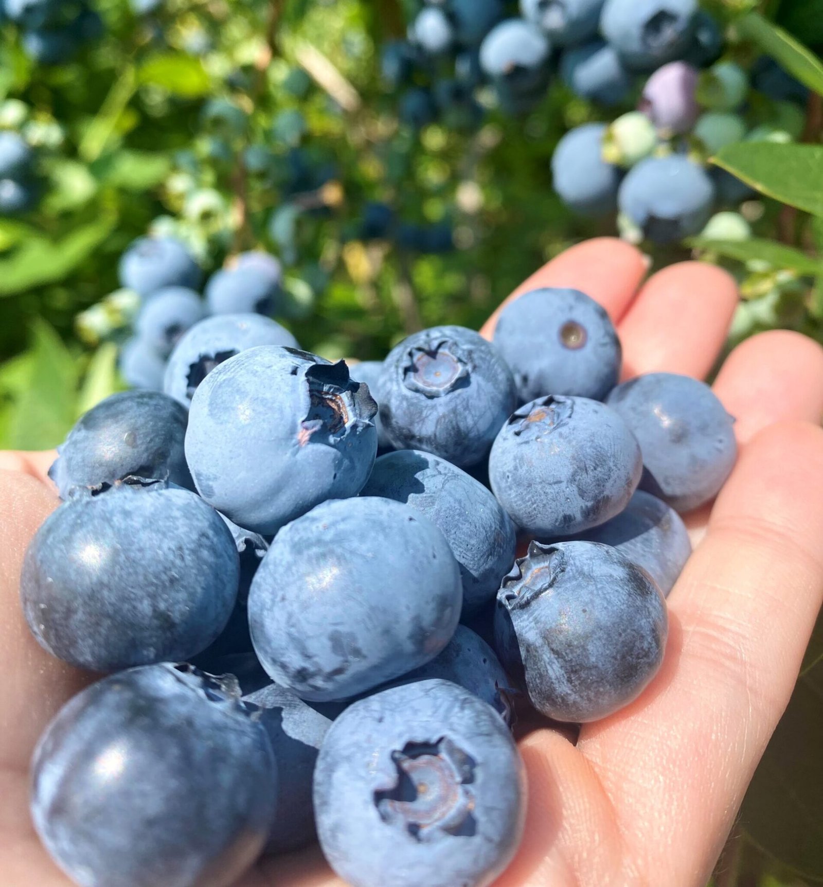 Nutrition and Handling for our Crops - Barrie Hill Farms
