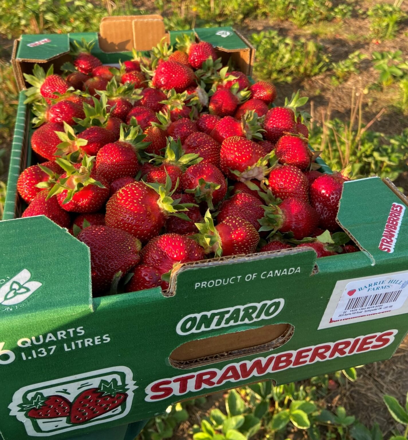Strawberries Nutritional Information and Handling - Barrie Hill Farms