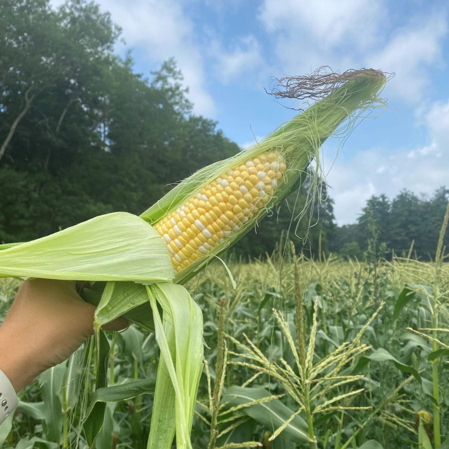 Sweet Corn Nutritional Information and Handling - Barrie Hill Farms